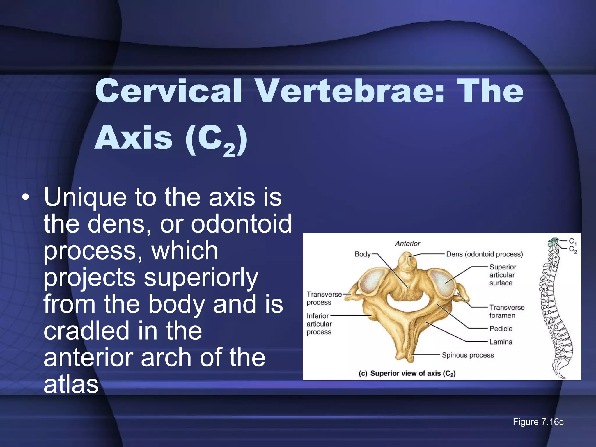 Pra625 cervical spine | PPT