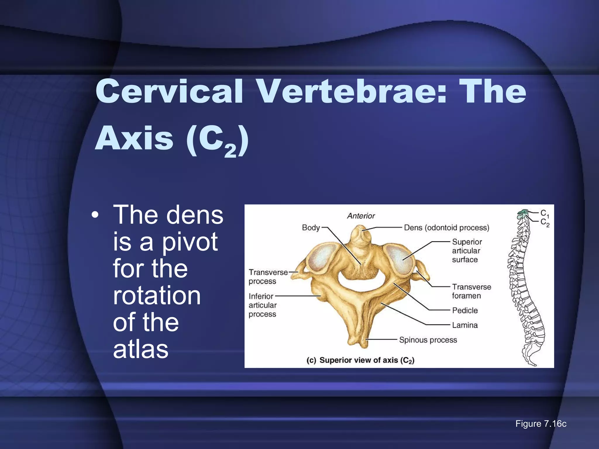 Pra625 cervical spine | PPT