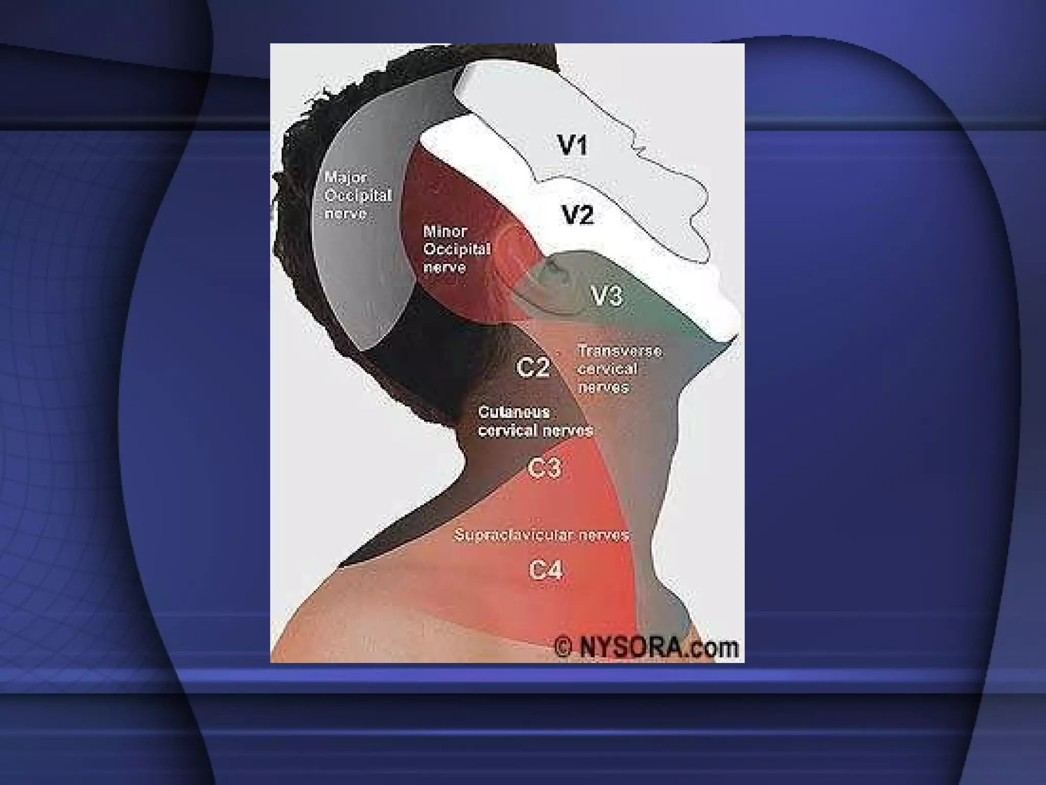 Pra625 cervical spine | PPT