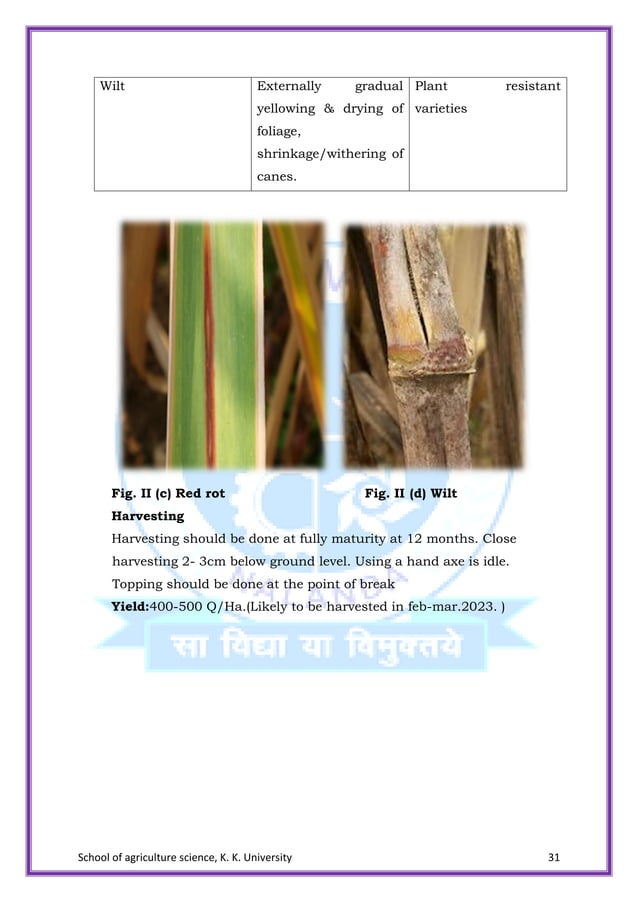 Rawe & AIA Report for Agriculture students.pdf