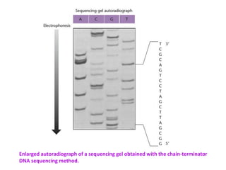 Prabhakar singh ii sem-paper-dna sequencing | PDF