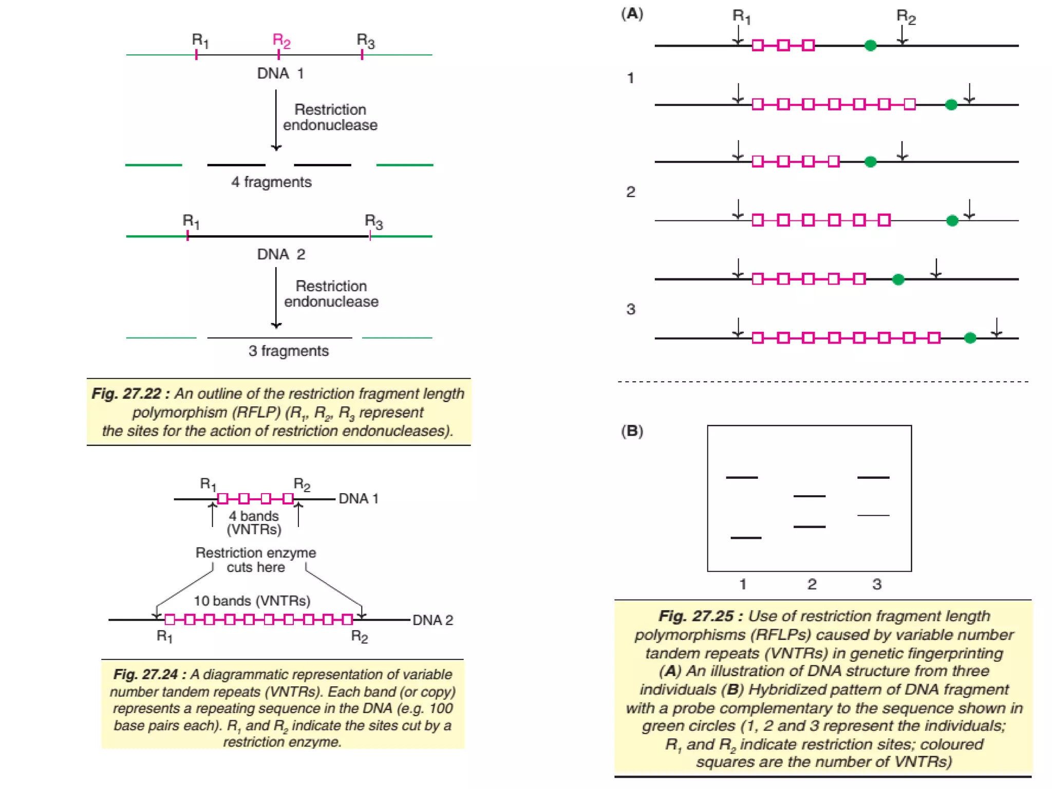Prabhakar singh ii sem-paper v-automated dna sequencing and dna ...