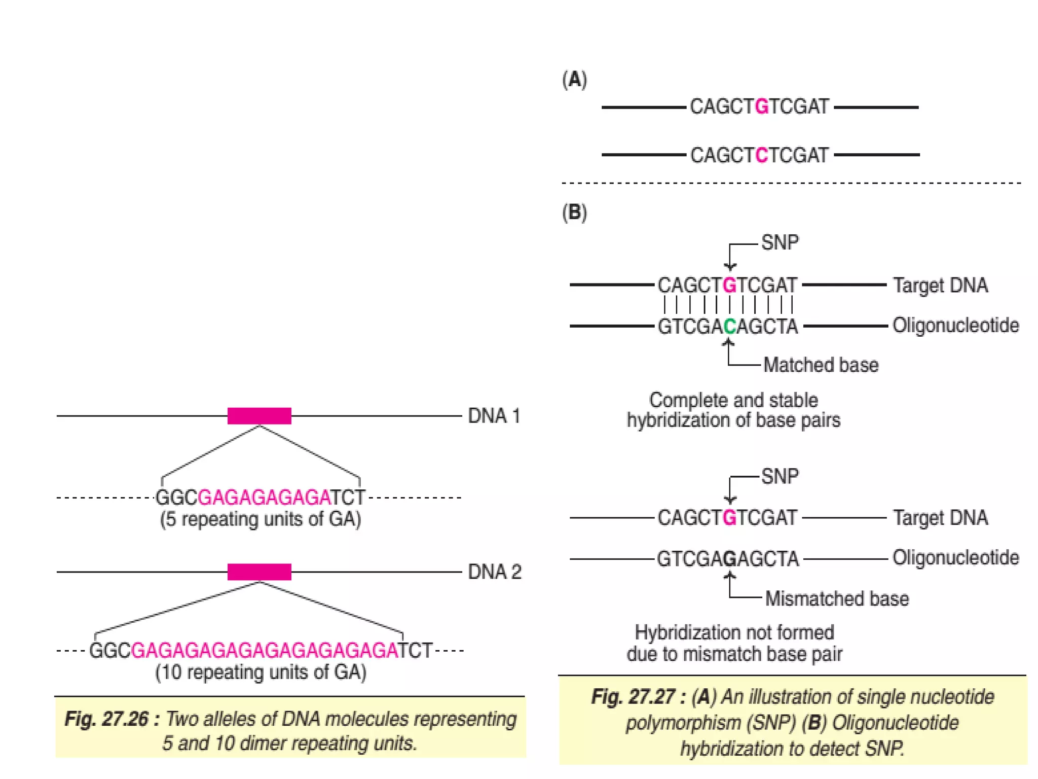 Prabhakar singh ii sem-paper v-automated dna sequencing and dna ...