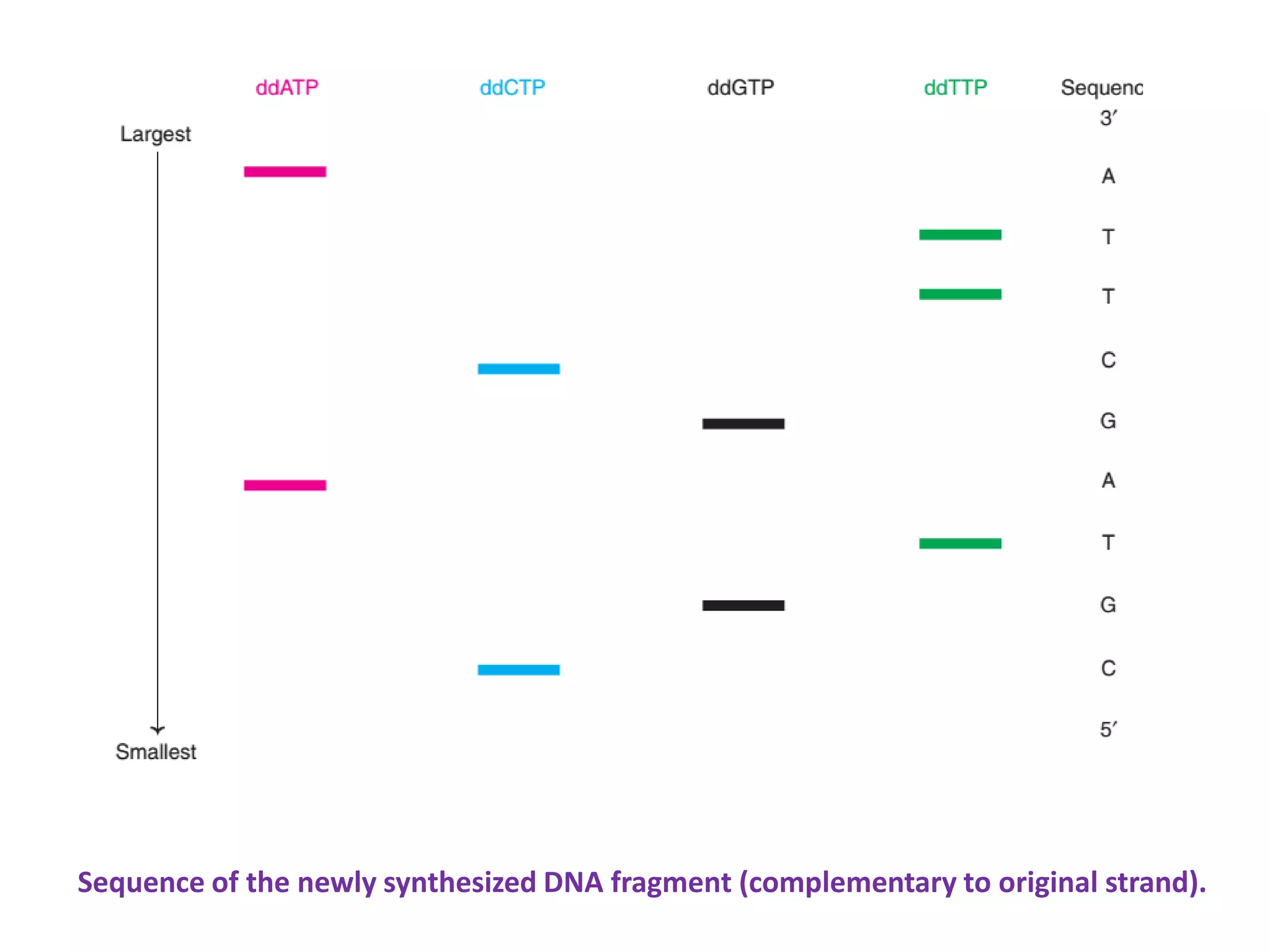 Prabhakar singh ii sem-paper v-automated dna sequencing and dna ...