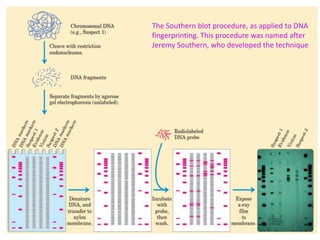 Prabhakar singh ii sem-paper v-automated dna sequencing and dna ...
