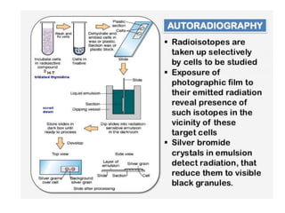 Prabhakar singh ii sem-paper v-autoradiography | PDF
