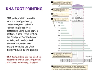 Prabhakar singh ii sem-paper v-foot printing | PPT