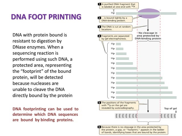Prabhakar singh ii sem-paper v-foot printing | PPT