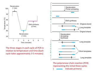 Prabhakar singh ii sem-paper v-pcr | PPT