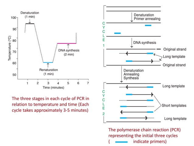 Prabhakar singh ii sem-paper v-pcr | PPT