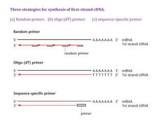 Prabhakar singh ii sem-paper v-rt pcr | PDF