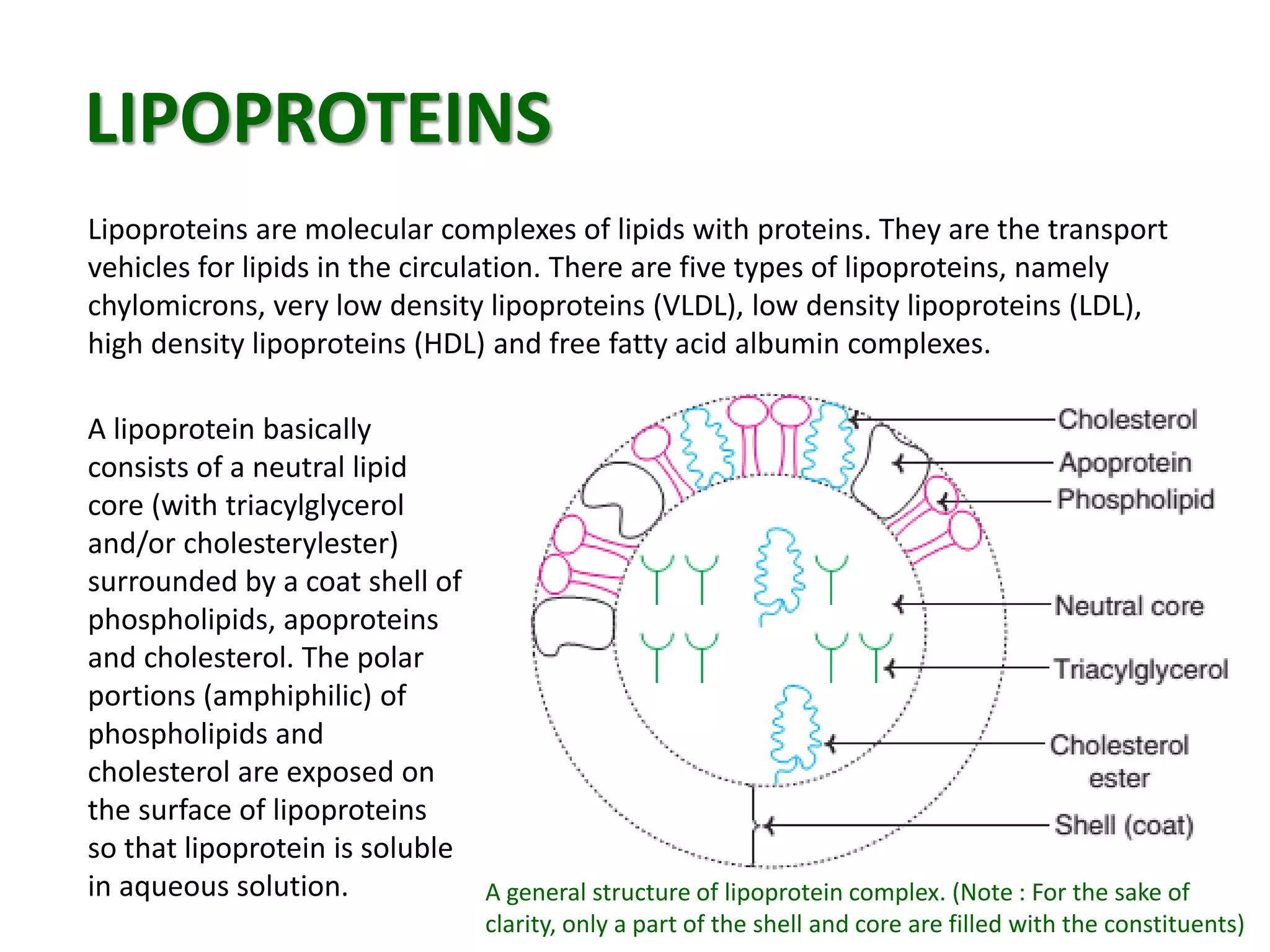 Prabhakar singh iv sem-disorder of lipids | PDF | Endocrine and ...