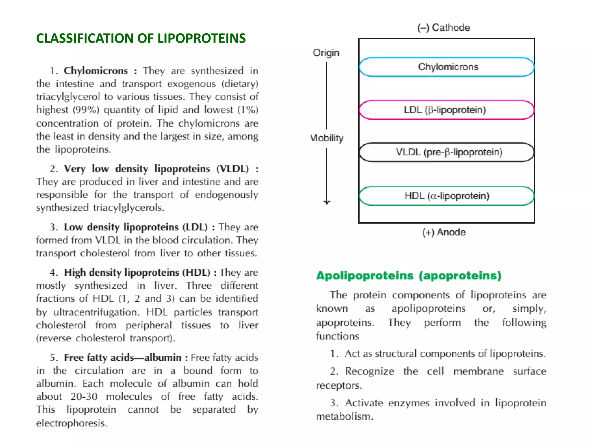 Prabhakar singh iv sem-disorder of lipids | PDF | Endocrine and ...