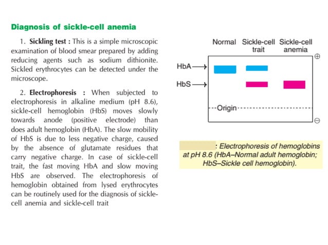 Prabhakar singh iv sem-paper v-maple syrup urine disease, sickle cell ...
