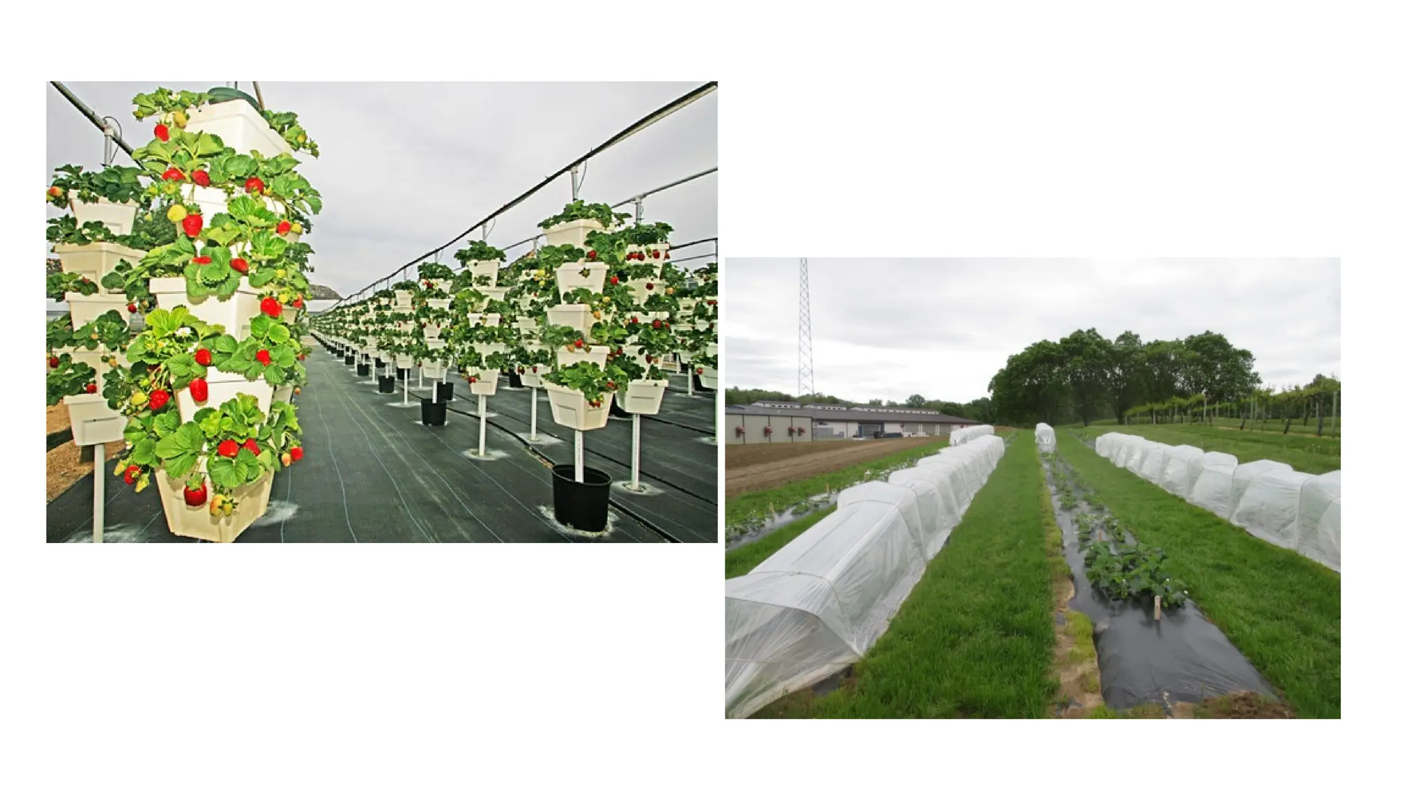 Production Technology Of Strawberry .... | PPTX