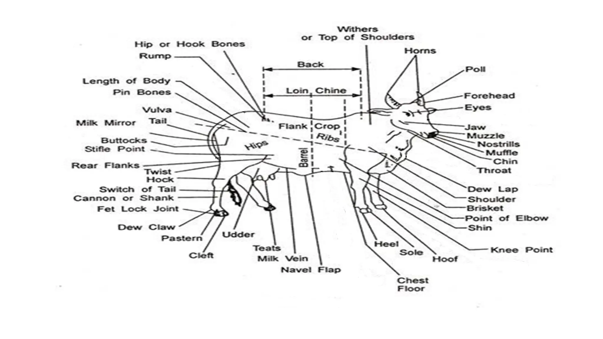 Prac-1_Identification of Body Parts of Livestock.pptx