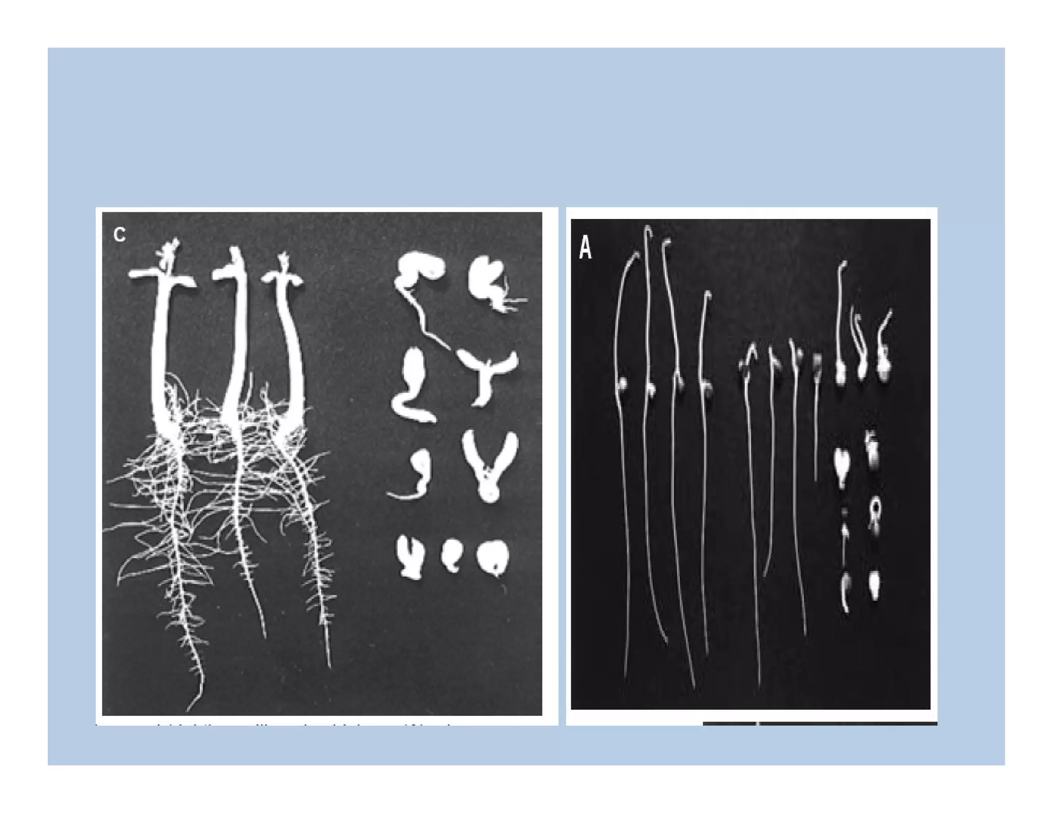 Seed Physical purity & germination tests | PDF