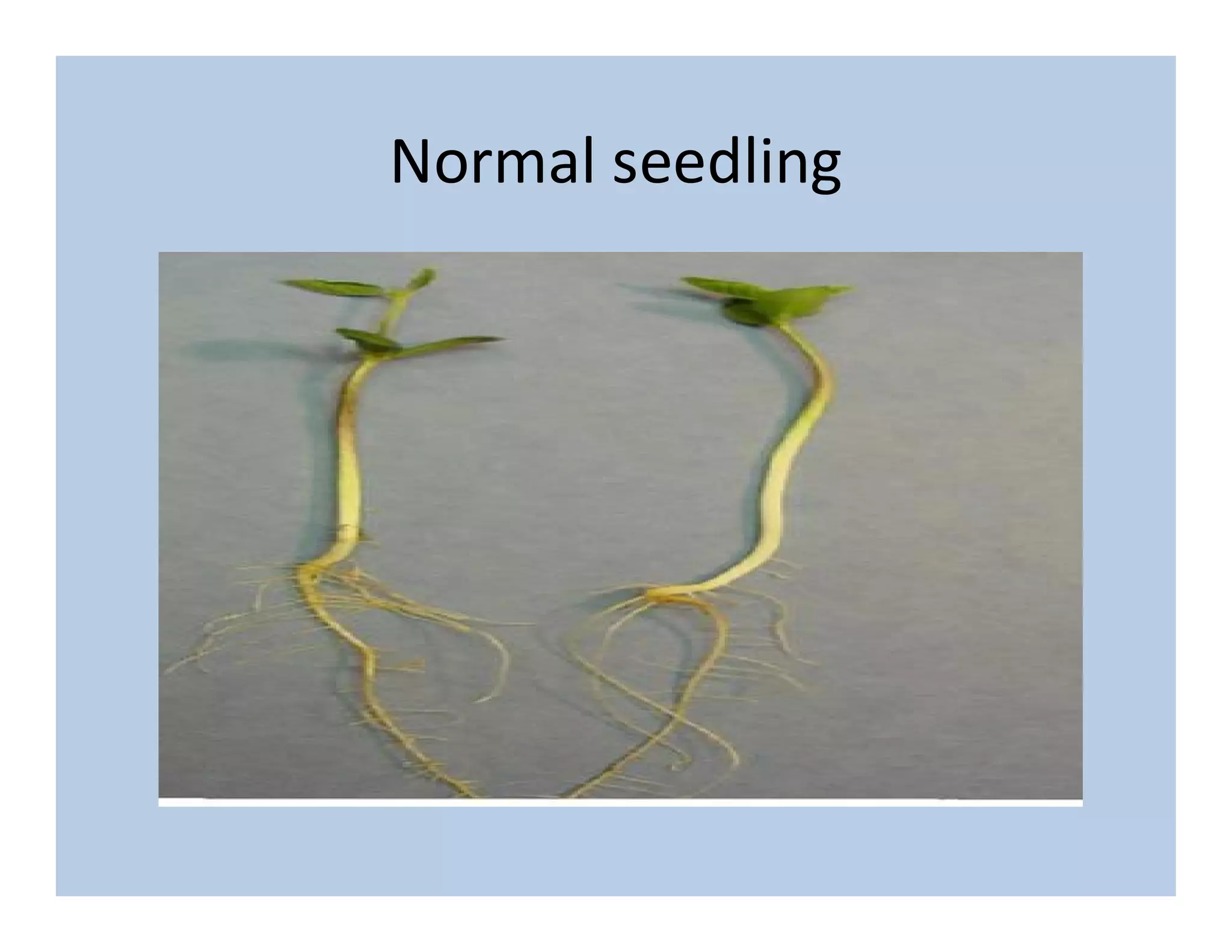 Seed Physical purity & germination tests | PDF