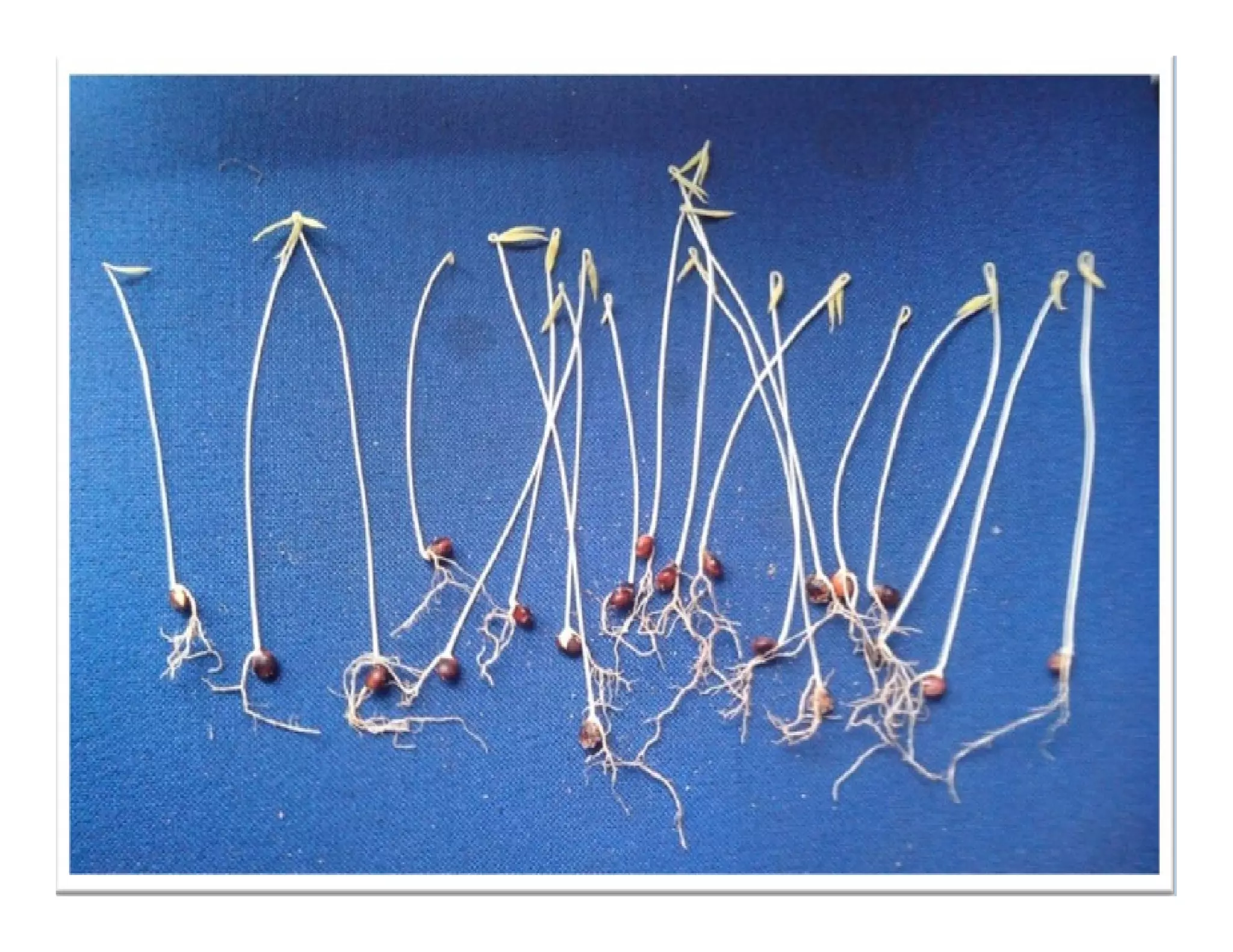 Seed Physical purity & germination tests | PDF