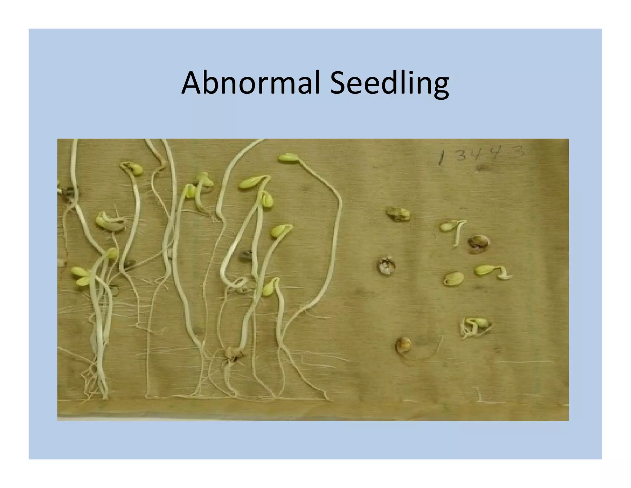 Seed Physical purity & germination tests | PDF