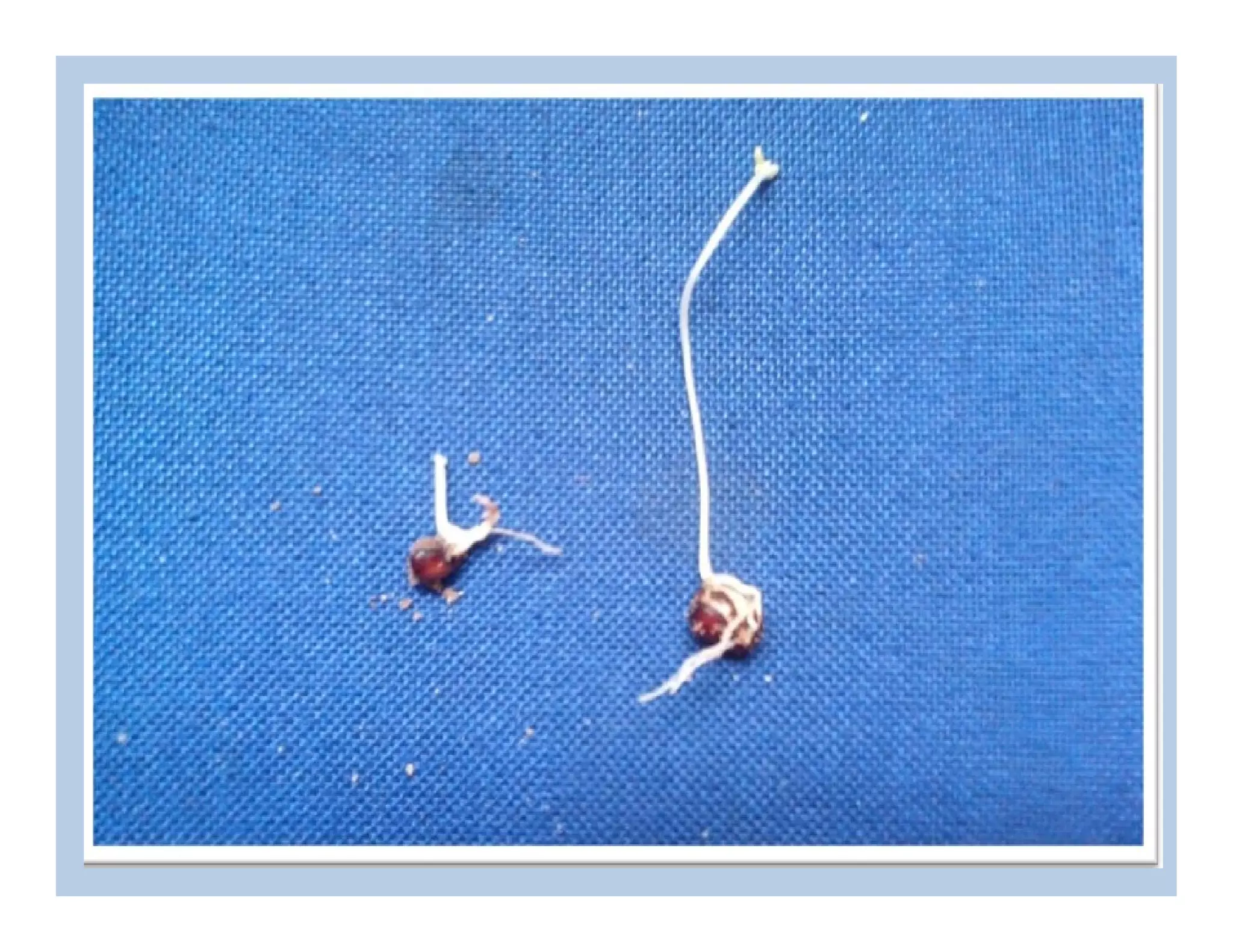 Seed Physical purity & germination tests | PDF