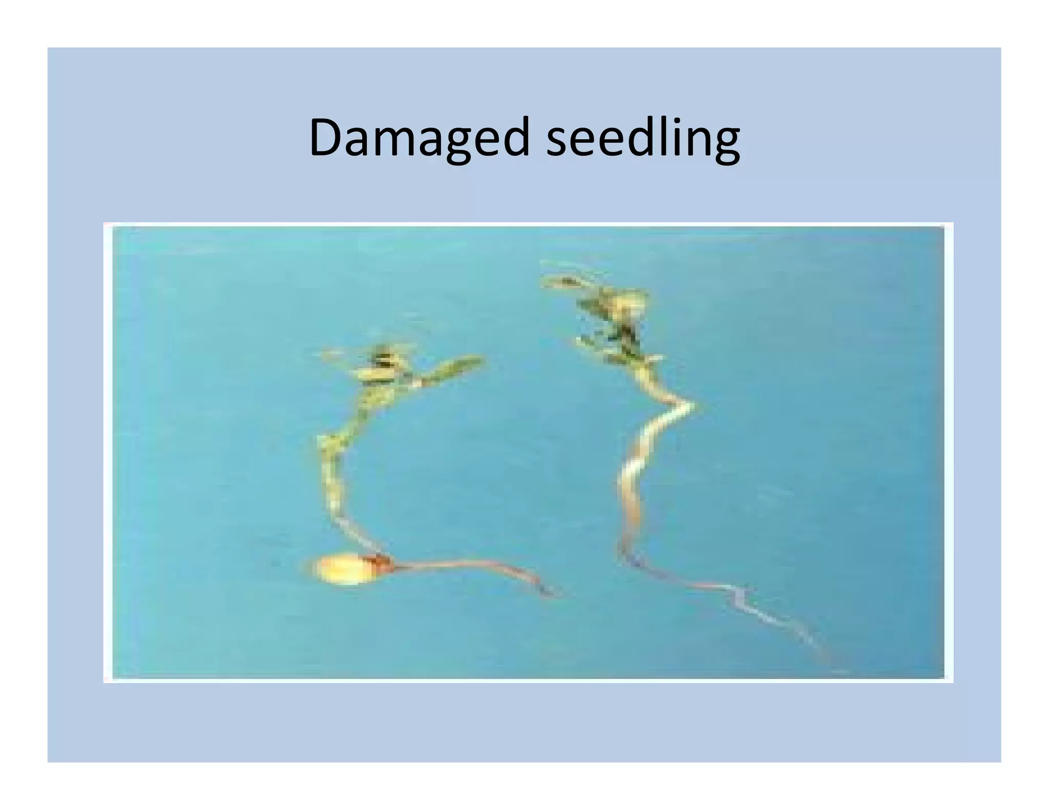 Seed Physical purity & germination tests | PDF