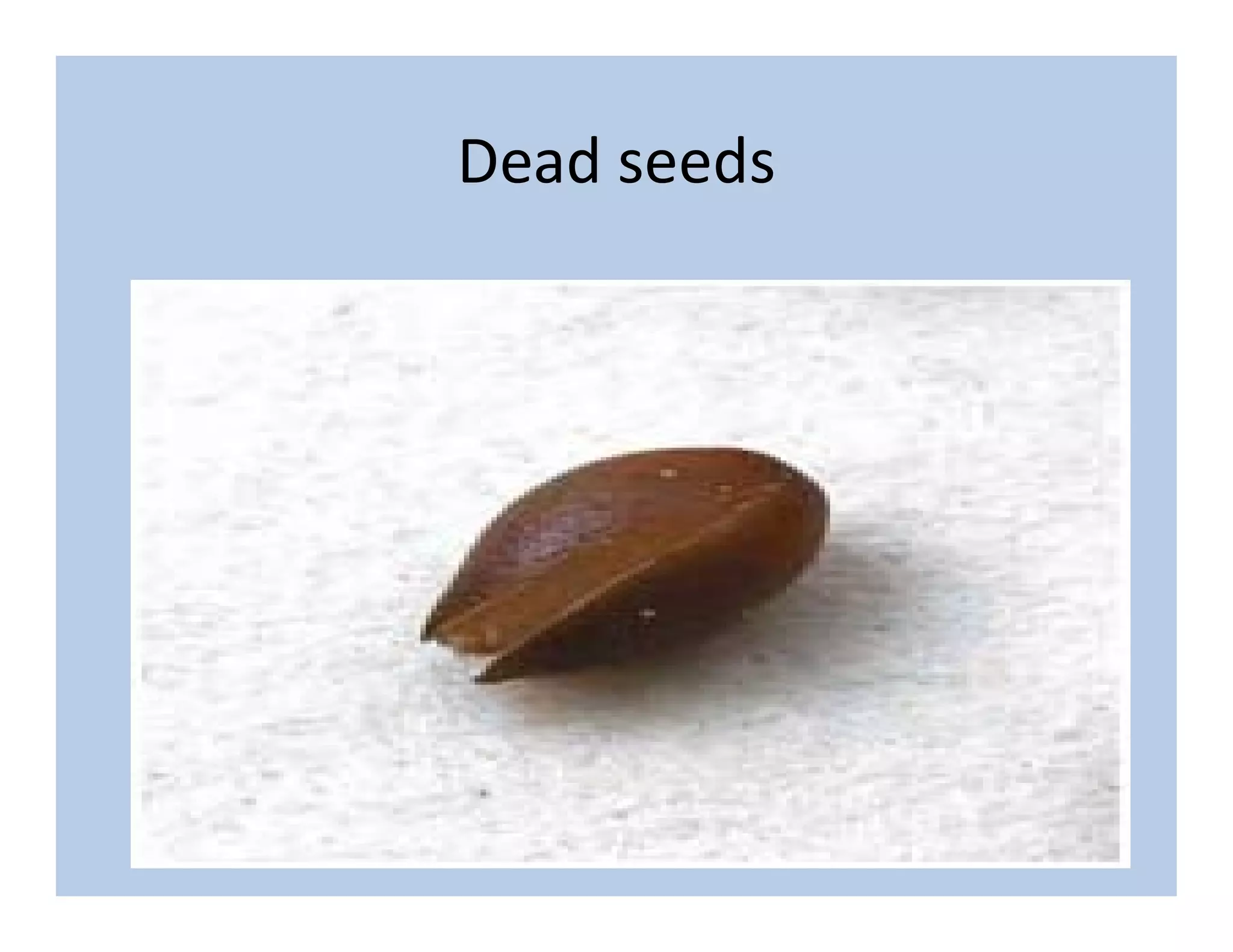 Seed Physical purity & germination tests | PDF