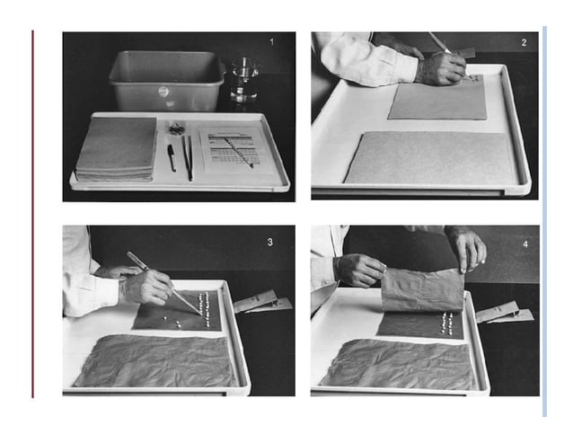 Seed Physical purity & germination tests | PDF | Gardening | Home & Garden