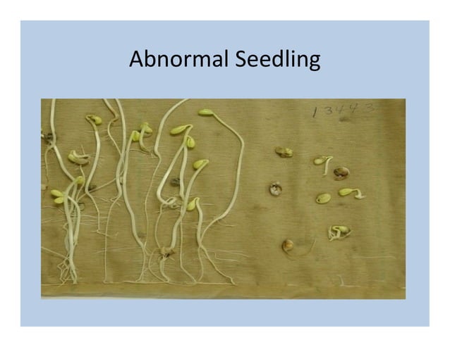 Seed Physical purity & germination tests | PDF | Gardening | Home & Garden