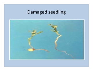 Seed Physical purity & germination tests | PDF