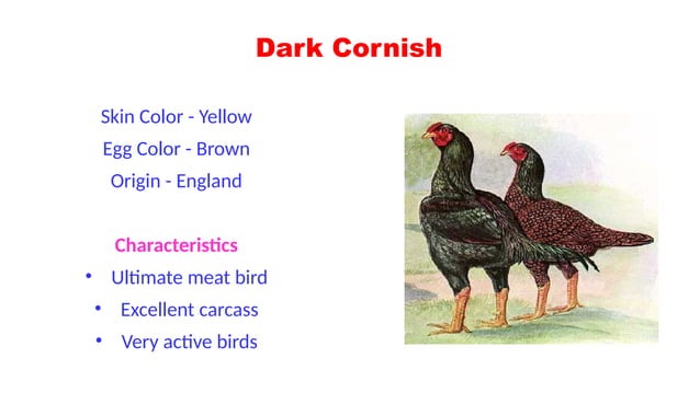Prac-7_Demonstration of Poultry Breeds_Strains.pptx