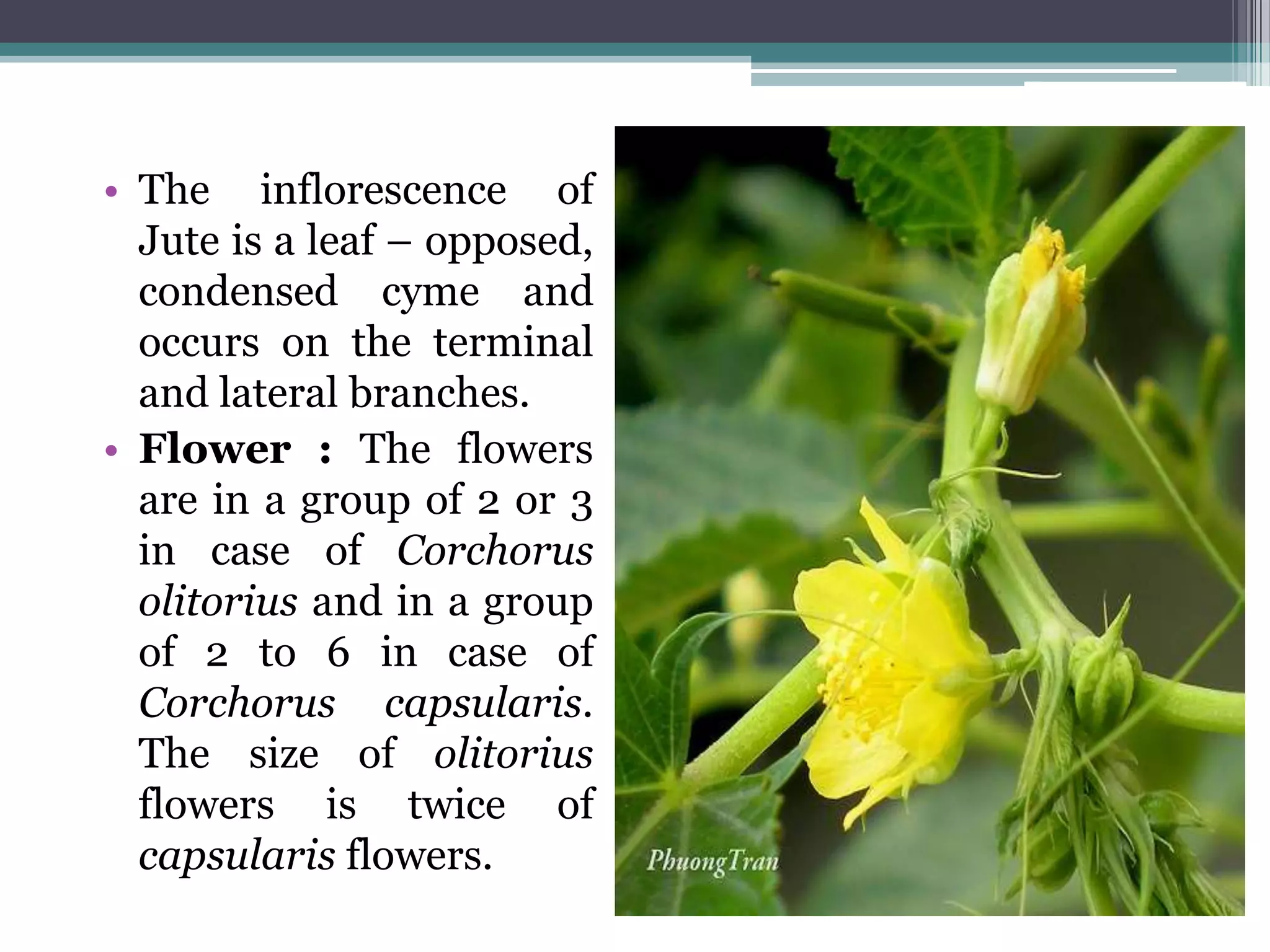 Pract. no. 2 (b) jute floral biology | PPT