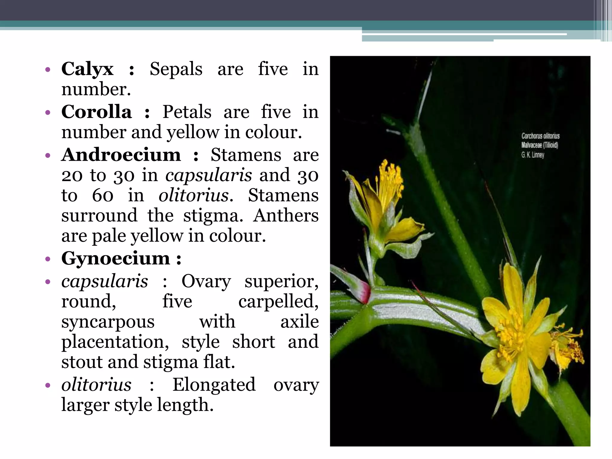 Pract. no. 2 (b) jute floral biology | PPT