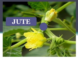 Pract. no. 2 (b) jute floral biology | PPT