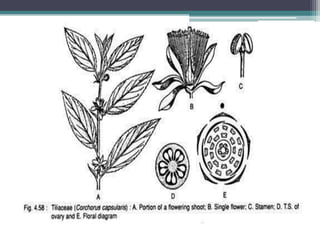 Pract. no. 2 (b) jute floral biology | PPT