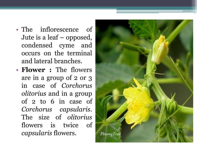 Pract. no. 2 (b) jute floral biology | PPT | Gardening | Home & Garden