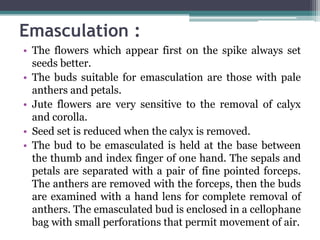 Pract. no. 2 (b) jute floral biology | PPT