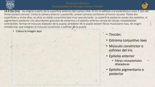 presentacion de la anatomia del ojo o globo ocular | PPTX