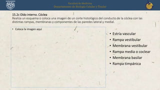 PRACTICA-15.-OIDO.pptx