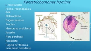 Practica 5 Parásitos Flagelados y Ciliados de Cavidades” | PPTX