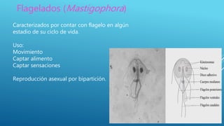 Practica 5 Parásitos Flagelados y Ciliados de Cavidades” | PPTX
