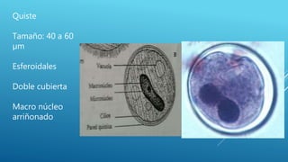 Practica 5 Parásitos Flagelados y Ciliados de Cavidades” | PPTX