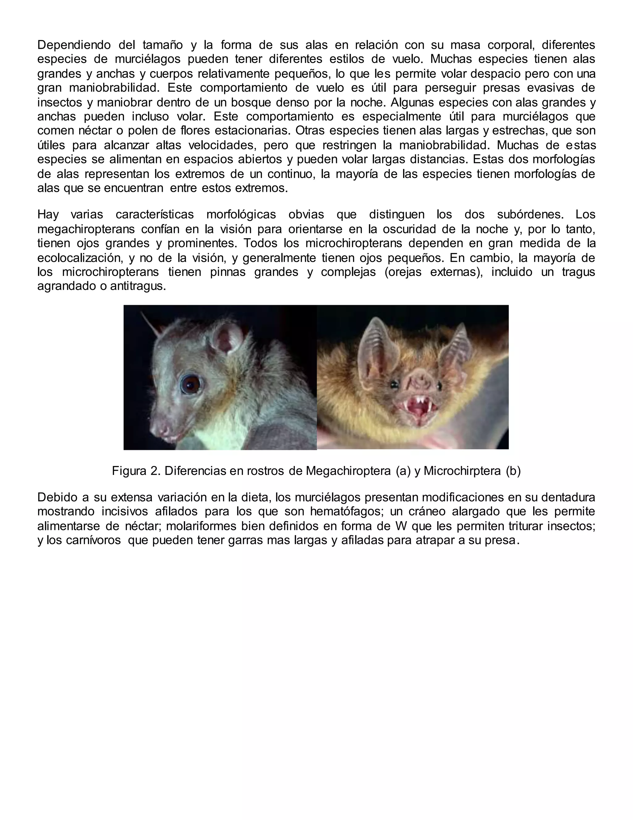 Práctica 4. Orden: Chiroptera. | PDF