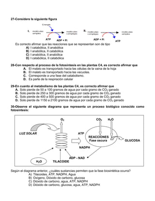 Clave De Respuestas De La Hoja De Trabajo De Respiración Celular
