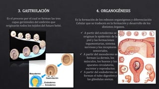 Desarrollo Embrionario | PPTX