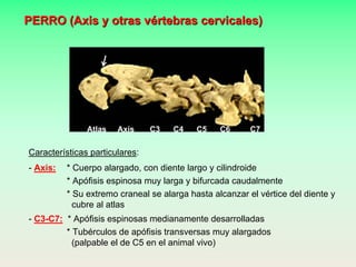 PRÁCTICA 2 (Vértebras cervicales)-2.pdf