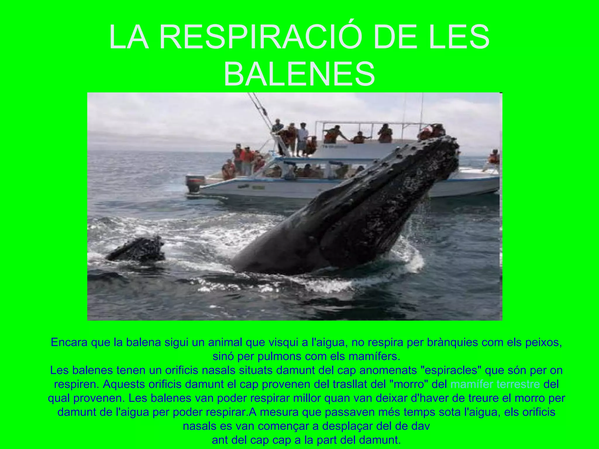 LA VDA DE LA BALENA | PPT