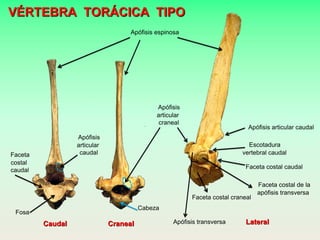 PRÁCTICA 3 (Torácicas y lumbares) Anatomia animal | PDF
