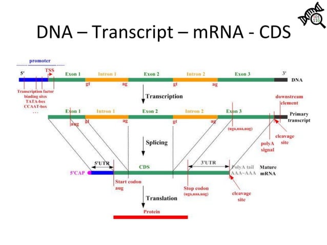 Practica5 Bioinformatica | PPT
