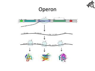 Practica5 Bioinformatica | PPT